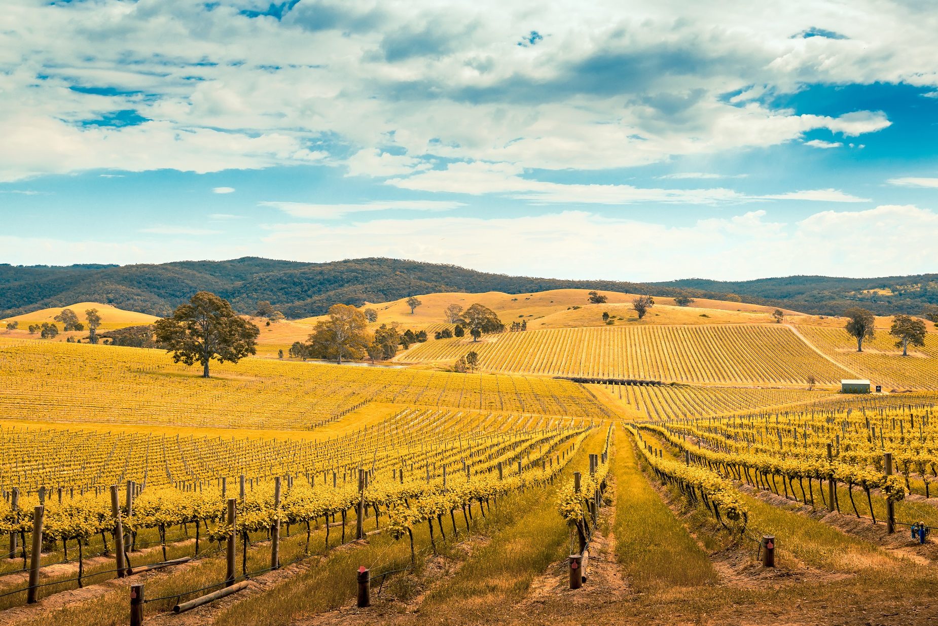 Séjour viticole au cœur de la Barossa Valley - Australie sur mesure